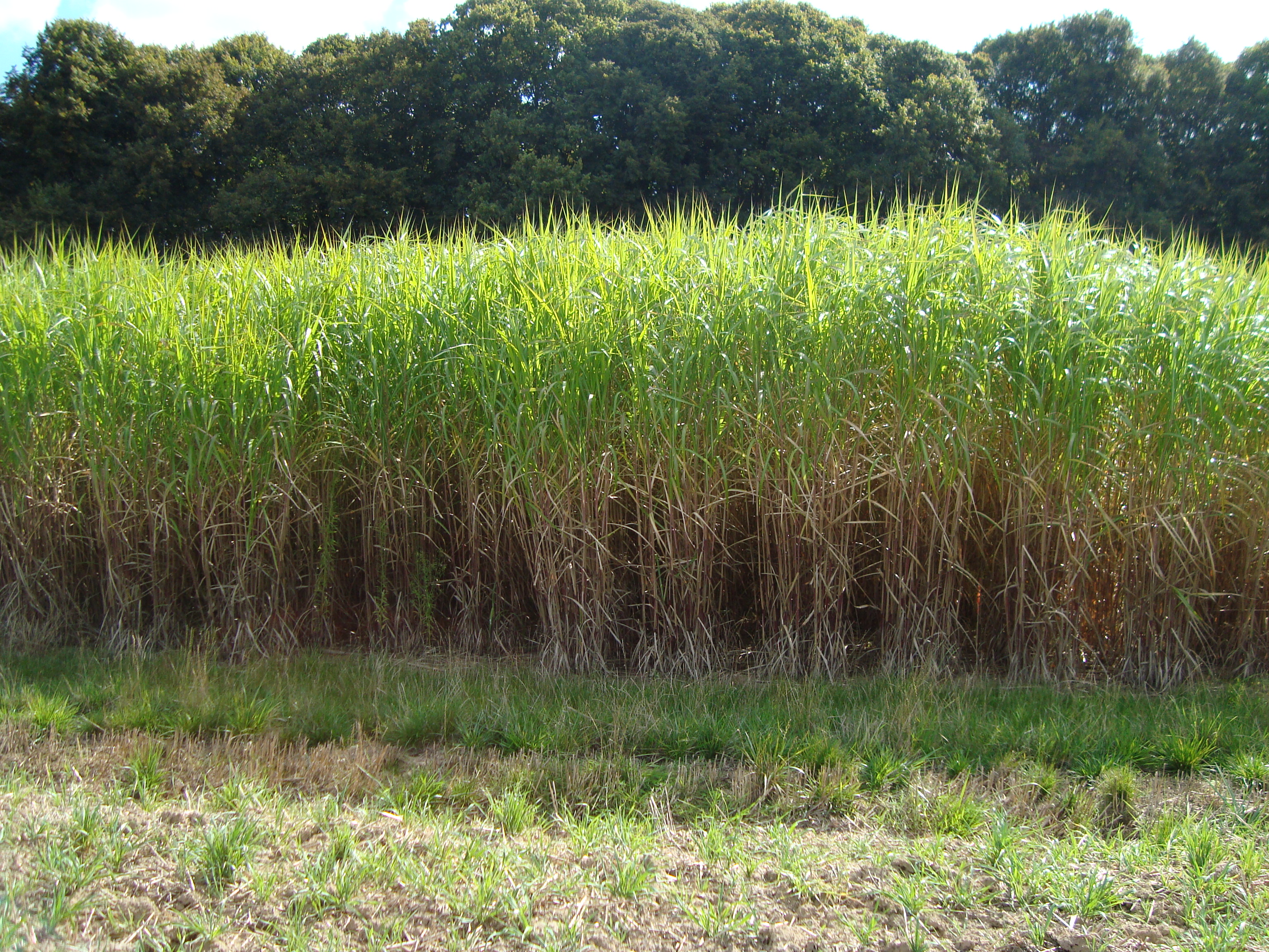 Using site-specific data to estimate energy crop yield | Anabelle Laurent